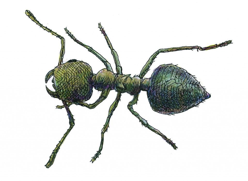 Acrobat Ant | Northwest Exterminating