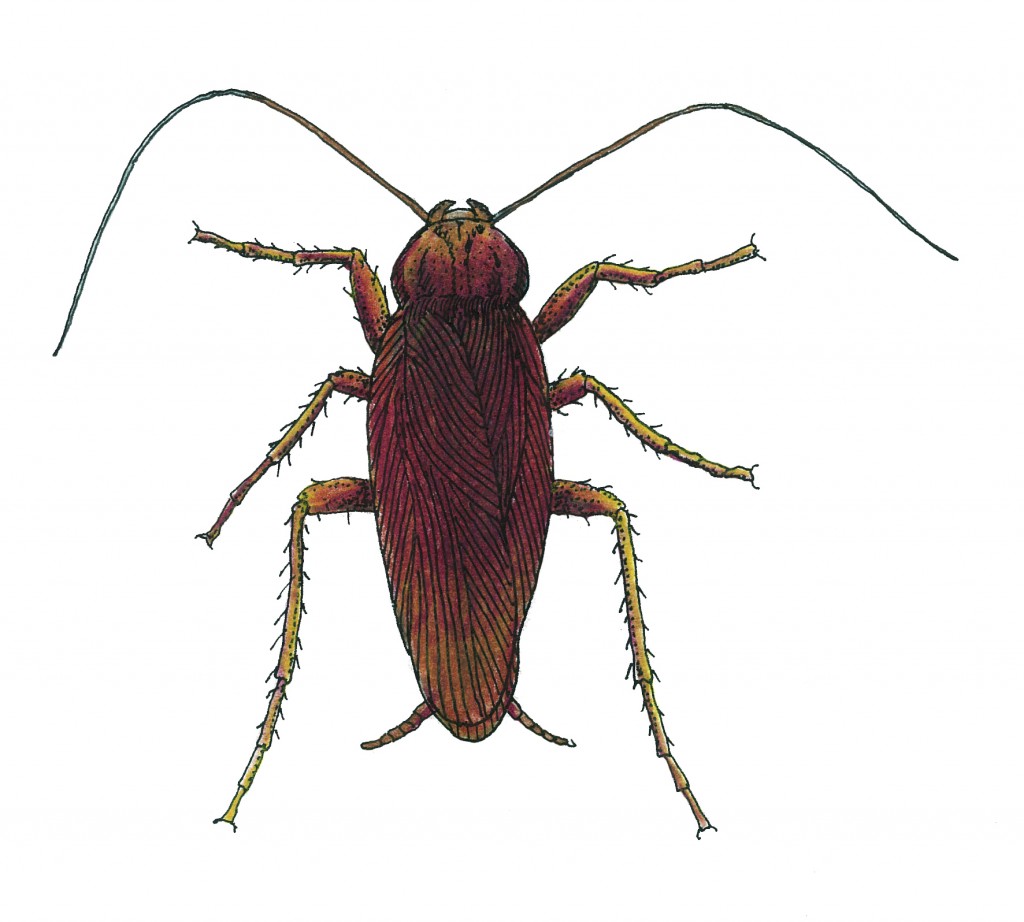 American Cockroach | Northwest Exterminating