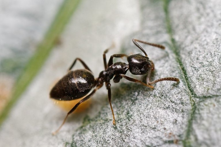 Odorous House Ants | Identification & Pest Control
