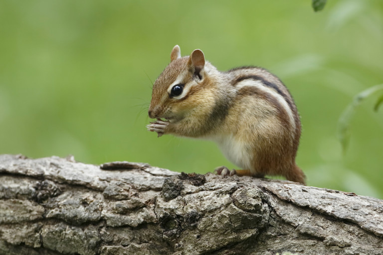 Chipmunks - Identification | Environment | Threats | Treatment