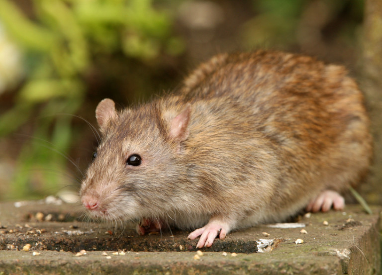 rodent control | Northwest Exterminating