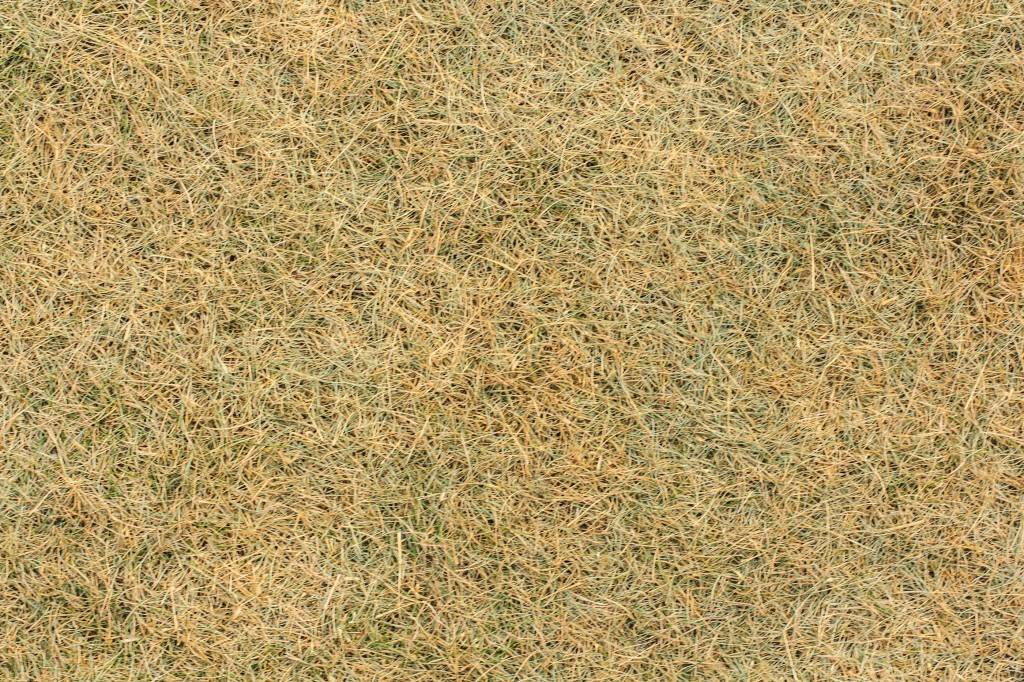 Summer Lawn Care Tips Northwest Exterminating