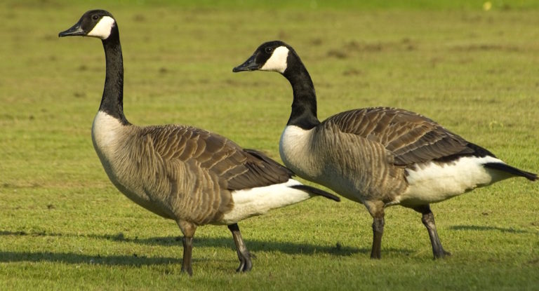 Canadian Geese | Atlanta Bird Control