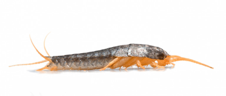 Silverfish - Identification | Environment | Threats | Treatment