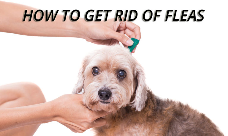 Getting Rid of Fleas: Tips & Flea Treatment Methods that Work
