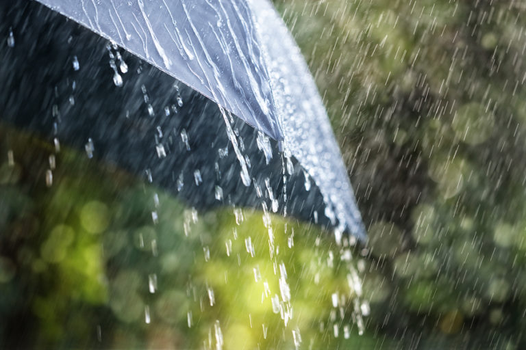Rainy Day Bugs | Pest Prevention Tips After it Rains