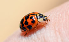 What Attracts Cockroaches to your Home? | Atlanta Pest Control