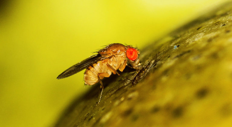 Fruit Fly | Northwest Exterminating