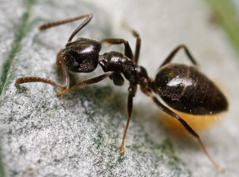 Odorous House Ant | Northwest Exterminating