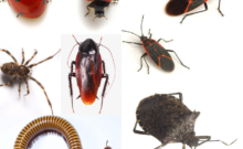 Rainy Day Bugs | Pest Prevention Tips After it Rains