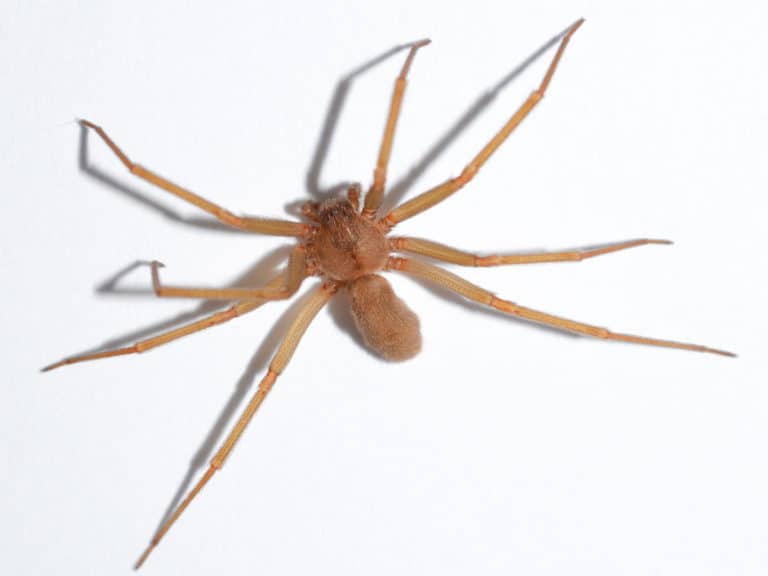 10 Common Spiders in Georgia | Spider Identification and Prevention