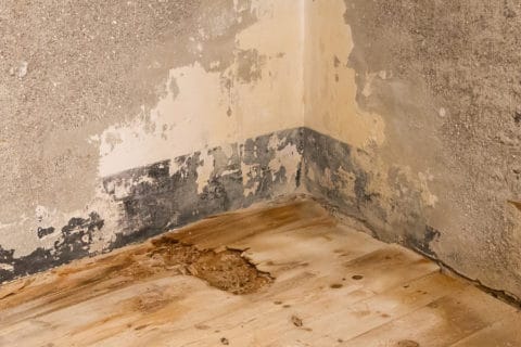 Things That Go Bump in Your Crawlspace | Crawlspace Care
