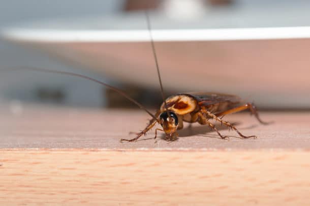How To Identify 5 Of The Most Common Cockroaches In Georgia Roach Control 7474