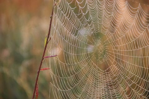Helpful Spiders! | Spider Control and Prevention