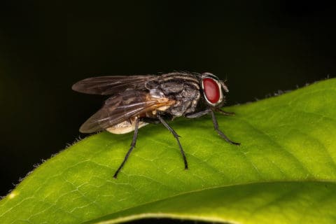 Your Guide To Summer Pest Control | Pest Prevention Tips