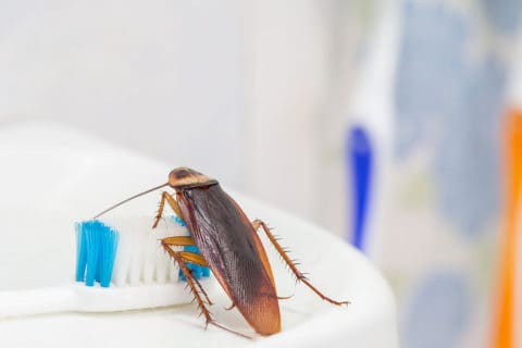 Does Hot Weather Bring Out Cockroaches? | Summer Pest Control
