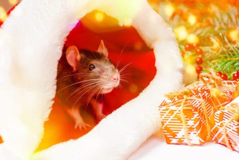 3 Holiday Pest Control Tips | Overwintering Pests