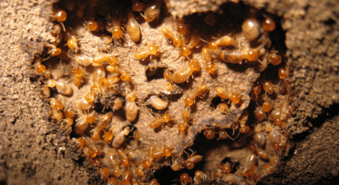 Termites: The Swarming Begins | Termite Swarming Season