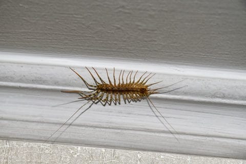 Signs of A Centipede Infestation | Centipede Prevention