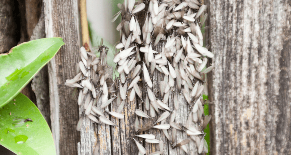 swarming termites | Northwest Exterminating