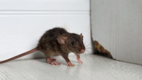 Rodent Control Methods For Your Home | Rats and Mice