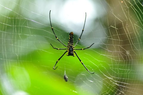 How Dangerous Are Orb Weavers? | Fall Pest Control