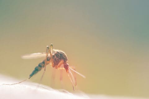 How to Deal with Mosquitoes in Macon, GA | Mosquito Control
