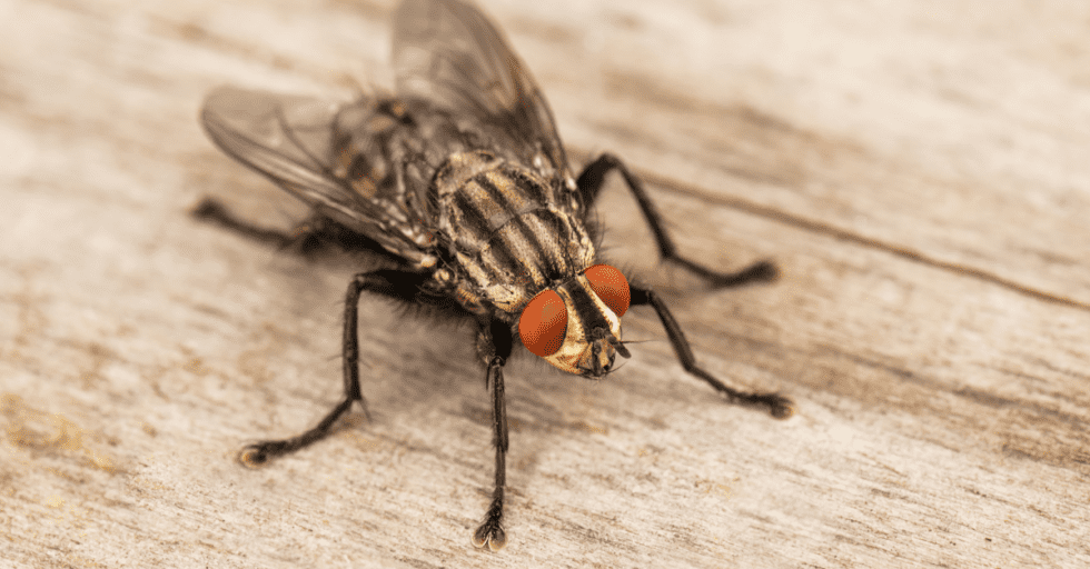 types of flies | Northwest Exterminating