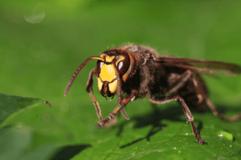 How to Identify Stinging Pests in the Southeast | Summer Pests