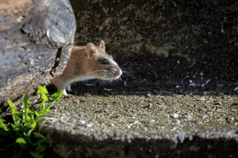 Preventing Common Rodents in South Florida | Wildlife Control