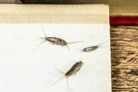 Silverfish Hialeah, FL | Home Pest Control Tips