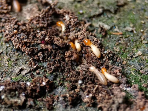 When Is Termite Treatment Necessary? | Termite Control