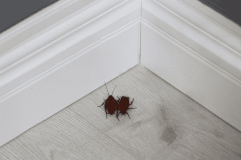 Why Do I Have a Bug Problem in My Florida Home? | Pest Control