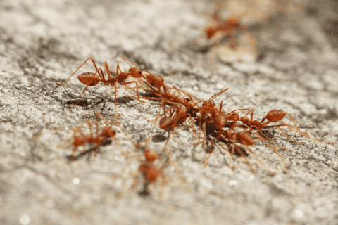The Best Way to Avoid Fire Ants in Fort Myers | Fire Ant Activity