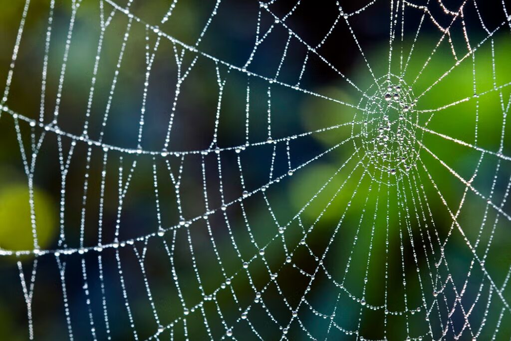 Florida’s Most Common Spiders and How to Identify Them | Spider Control