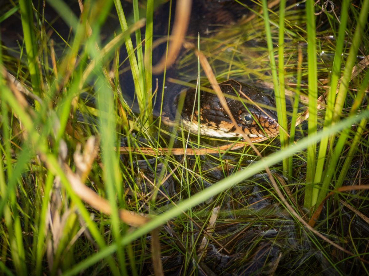 NWST SFL Florida Snakes Blog Sep 2025 | Northwest Exterminating