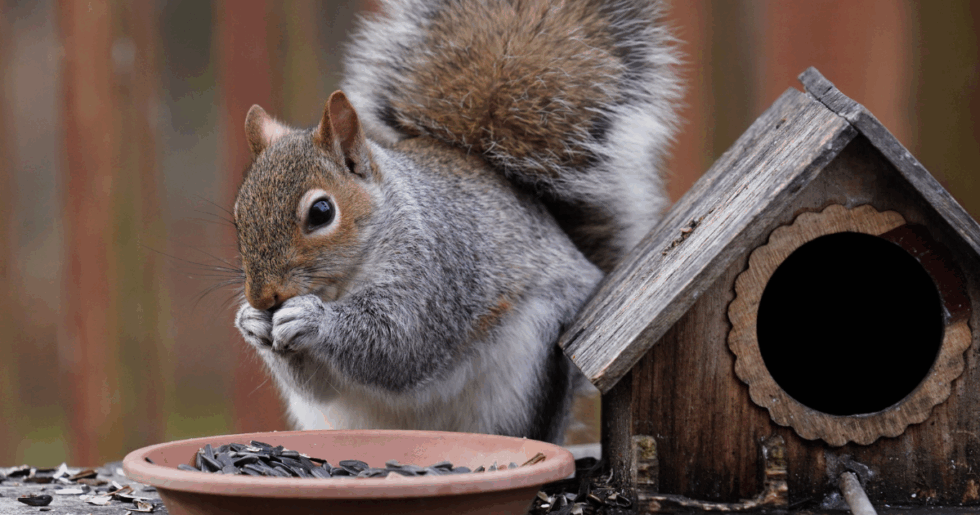 Squirrel Control Strategies for Broward County Homeowners | Pest Control