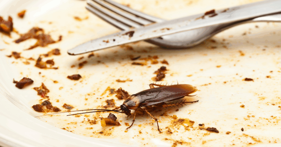 The Truth About Cockroach Bites: What Naples Homeowners Need to Know ...