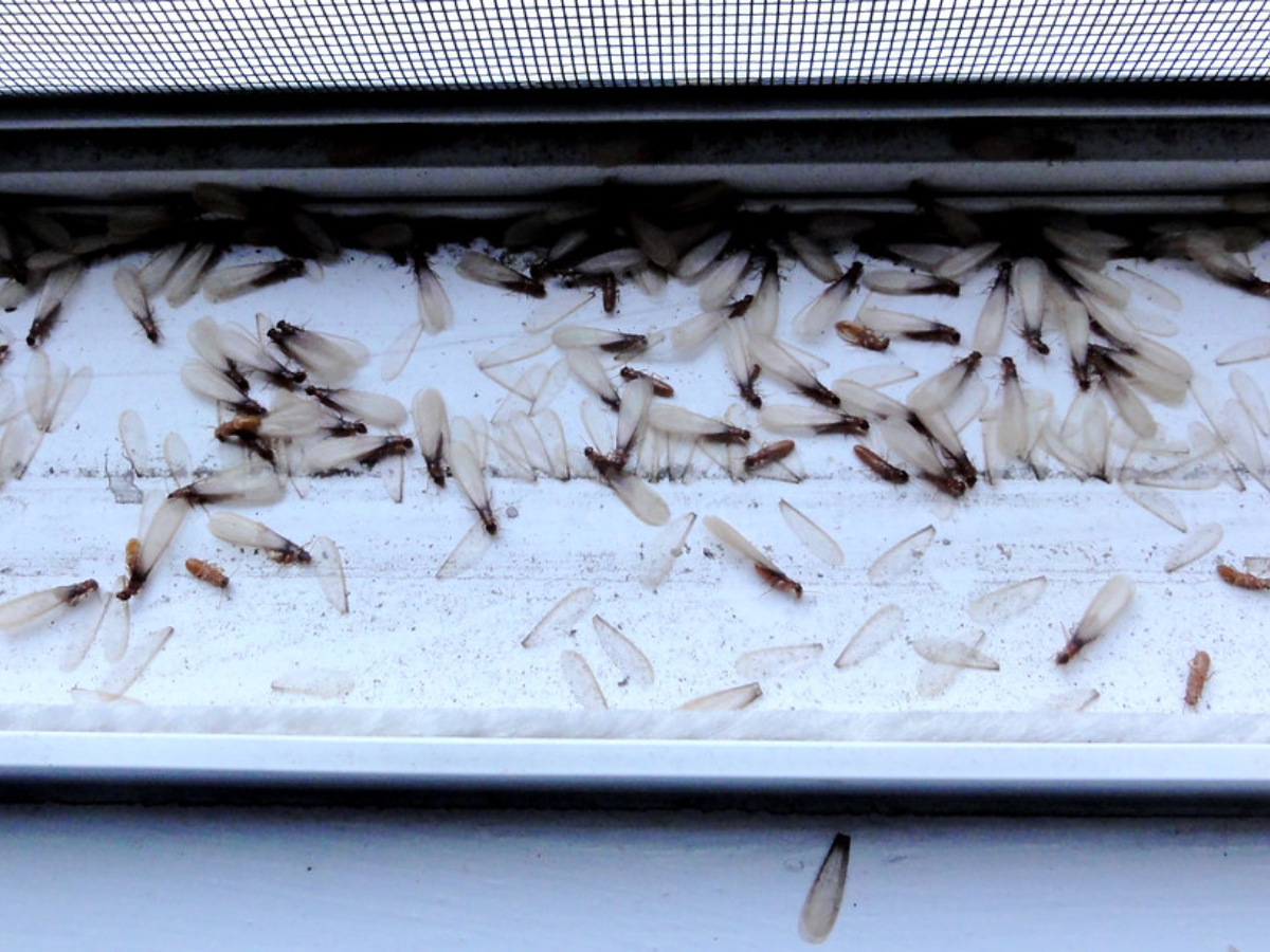 November Swarming Season in Alabama: How to Spot Termites Before They ...