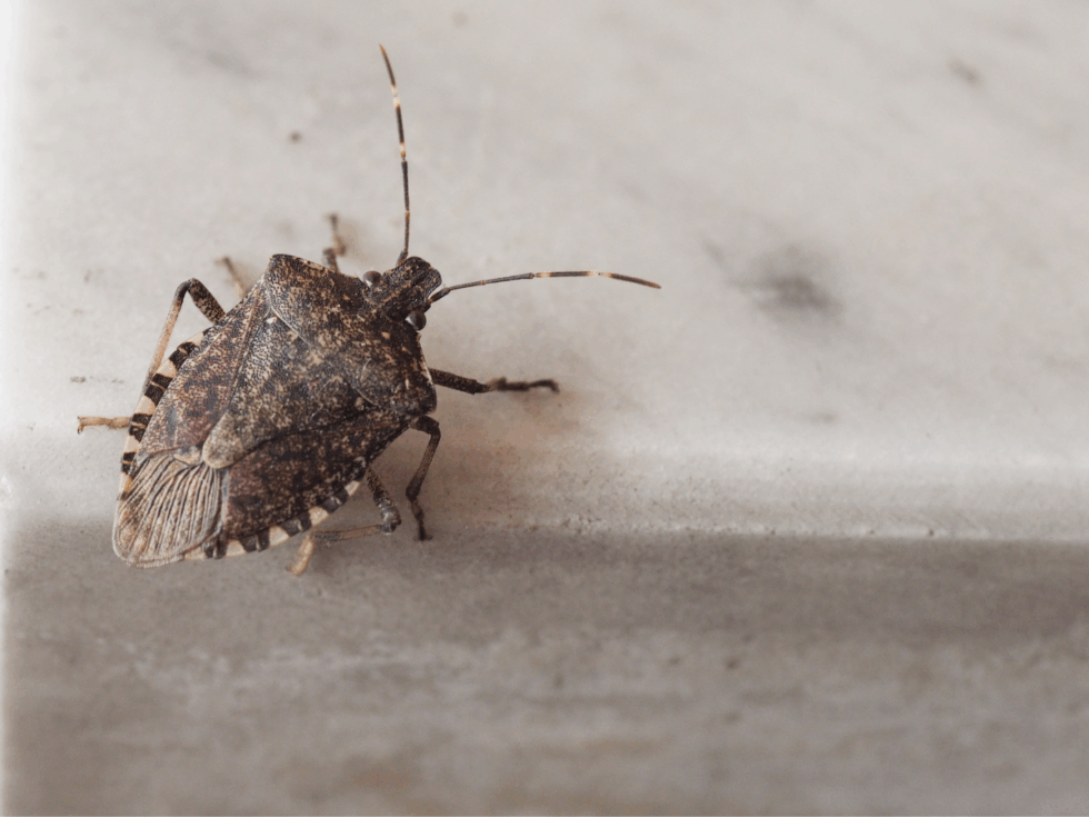 Fall Invaders: Managing Stink Bugs and Asian Lady Beetles in Hermitage ...