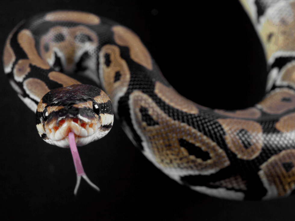 Miami’s Sneaky Snakes: How to Keep Your Yard Slither-Free This Fall ...