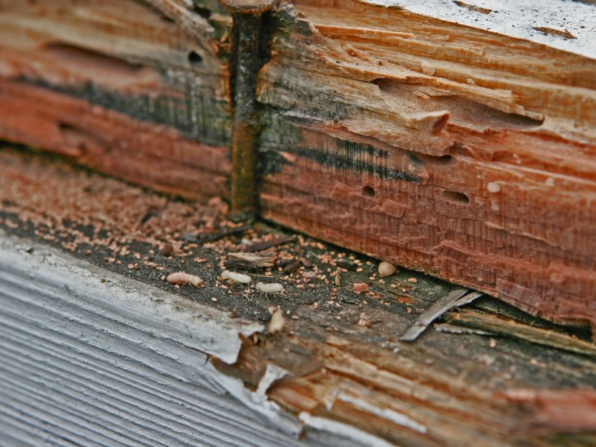 Homewood AL Termite Control in Winter | Northwest Exterminating